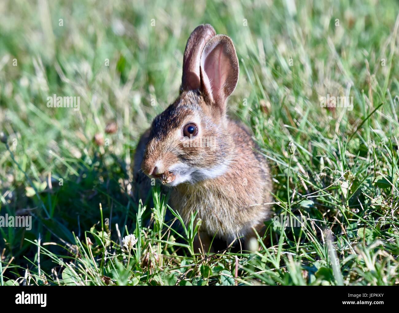 Eastern cottontail rabbit (Sylvilagus floridanus Stock Photo - Alamy