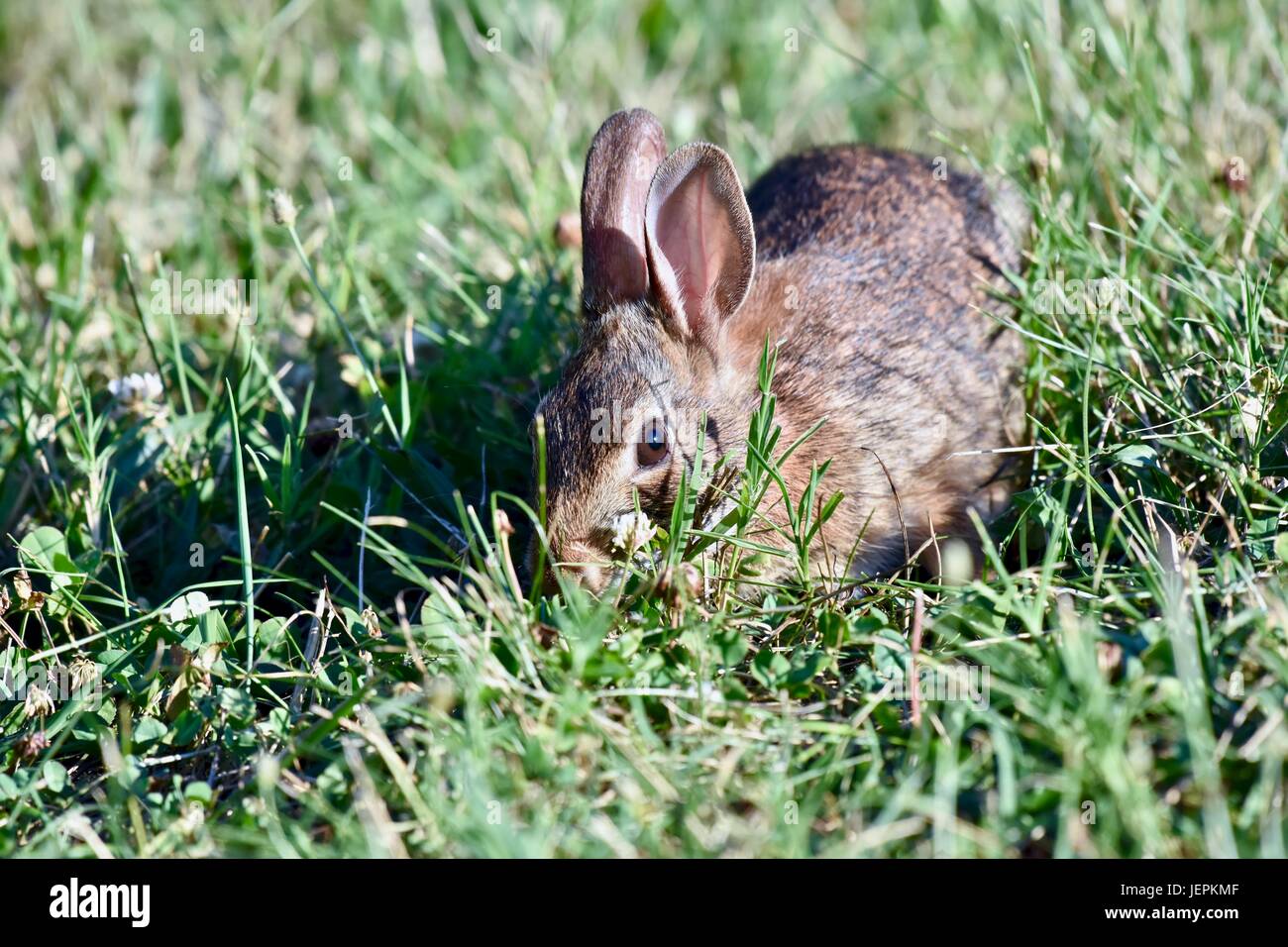 Eastern cottontail rabbit (Sylvilagus floridanus Stock Photo - Alamy