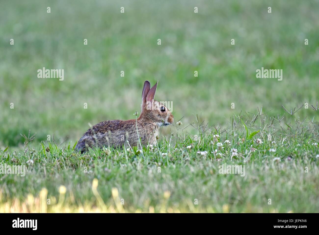 Eastern cottontail rabbit (Sylvilagus floridanus Stock Photo - Alamy