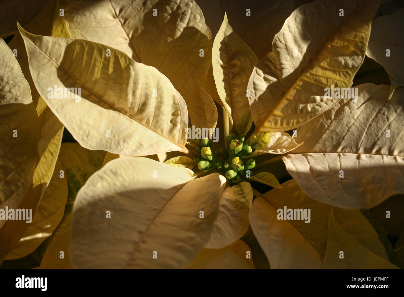 Close-up of an elegant cream-colored poinsettia flower with a green ...