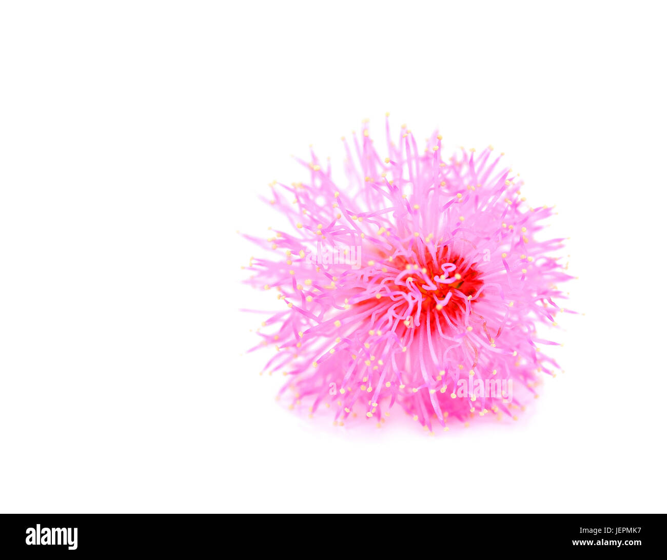 Pink Cornflower - Centaurea on a white background, pink flower on white ...