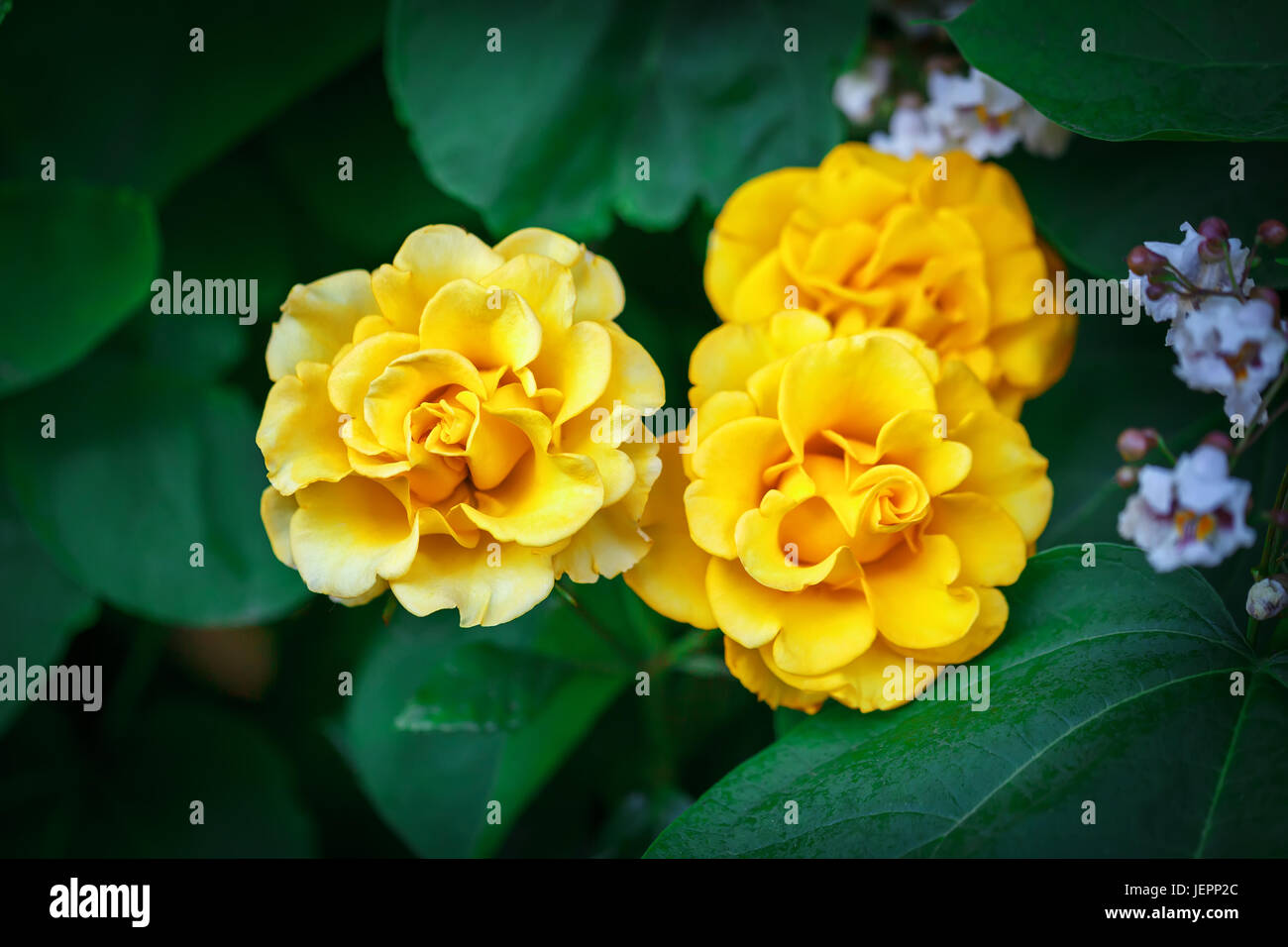 Beautiful summer garden with blooming roses. Summer background Stock ...