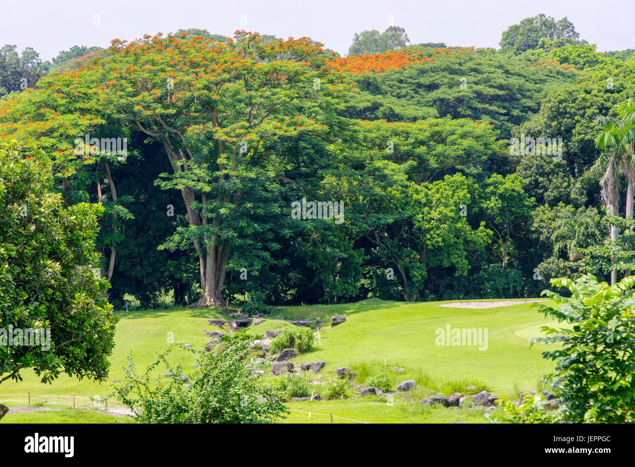 green in golf club at the Philippines Stock Photo - Alamy