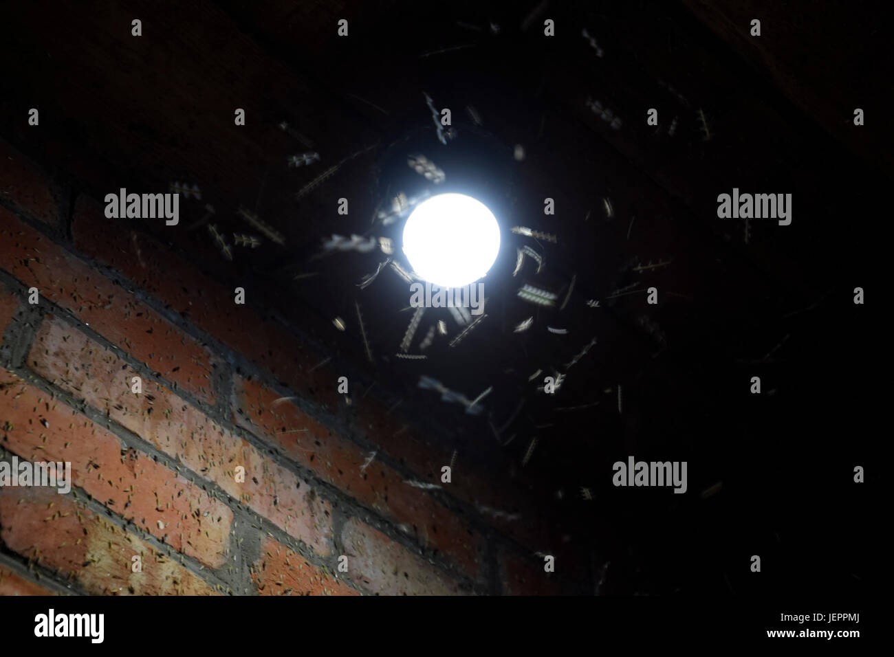 Old lamp insects hi-res stock photography and images - Alamy