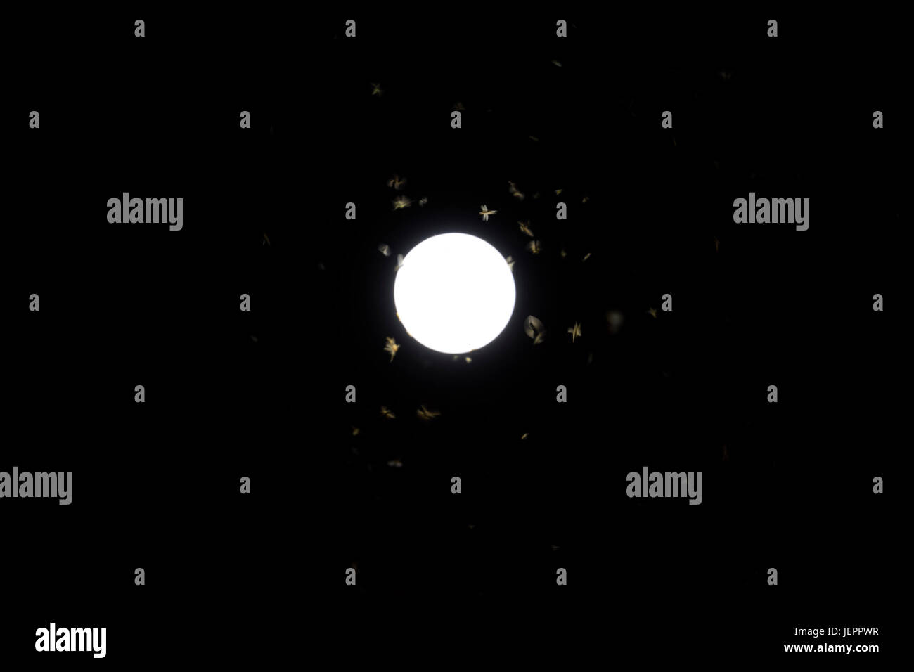 Night insects at a bulb. Attraction of insects light Stock Photo - Alamy