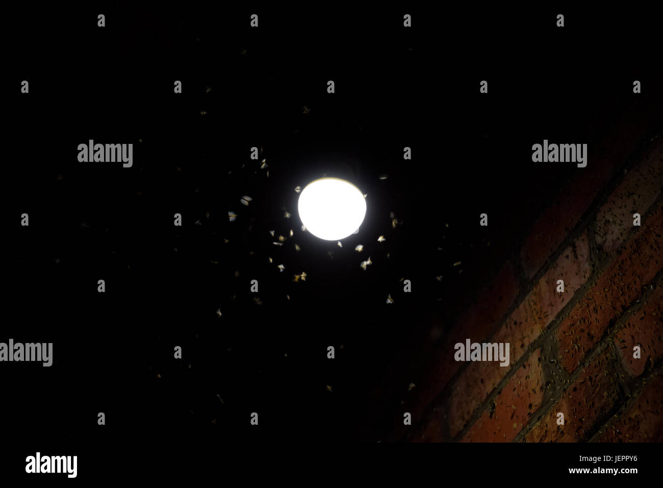 Night insects at a bulb. Attraction of insects light Stock Photo - Alamy