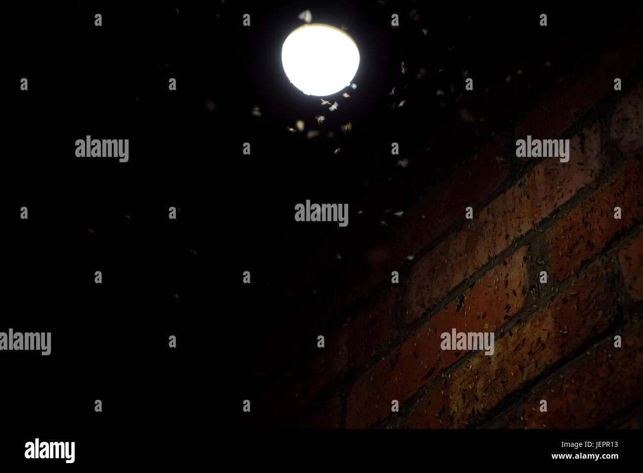 Street light night moth hi-res stock photography and images - Alamy