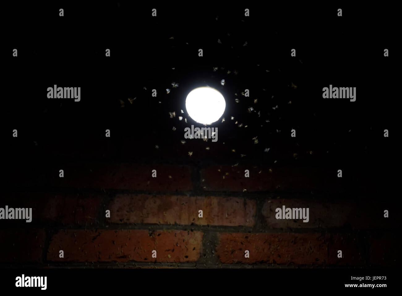 Night insects at a bulb. Attraction of insects light Stock Photo - Alamy