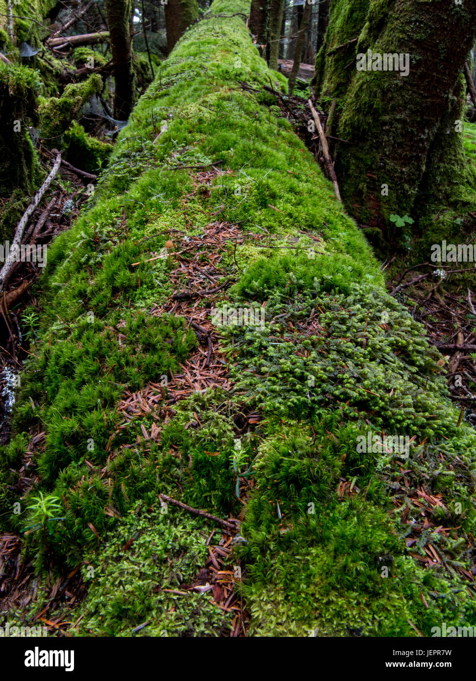 Looking Down Thick Mossy Log in Appalachian forest Stock Photo - Alamy