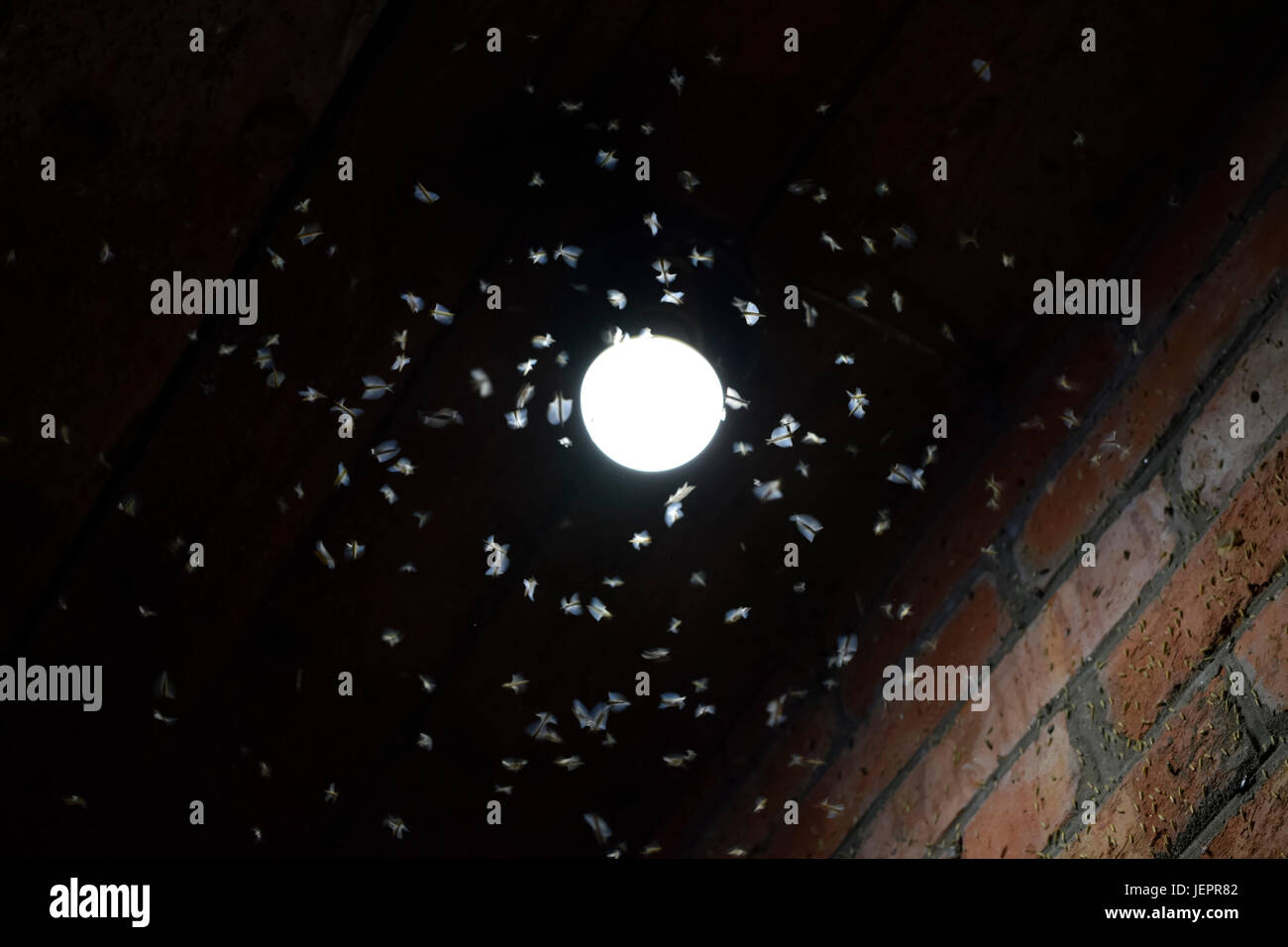 Night insects at a bulb. Attraction of insects light Stock Photo - Alamy