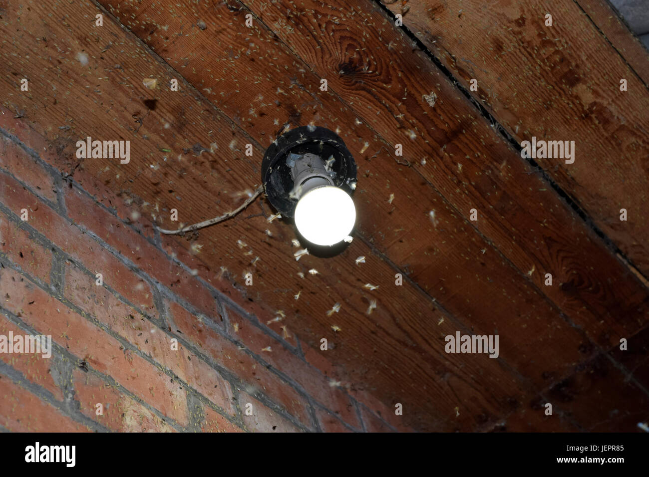 Night insects at a bulb. Attraction of insects light Stock Photo - Alamy