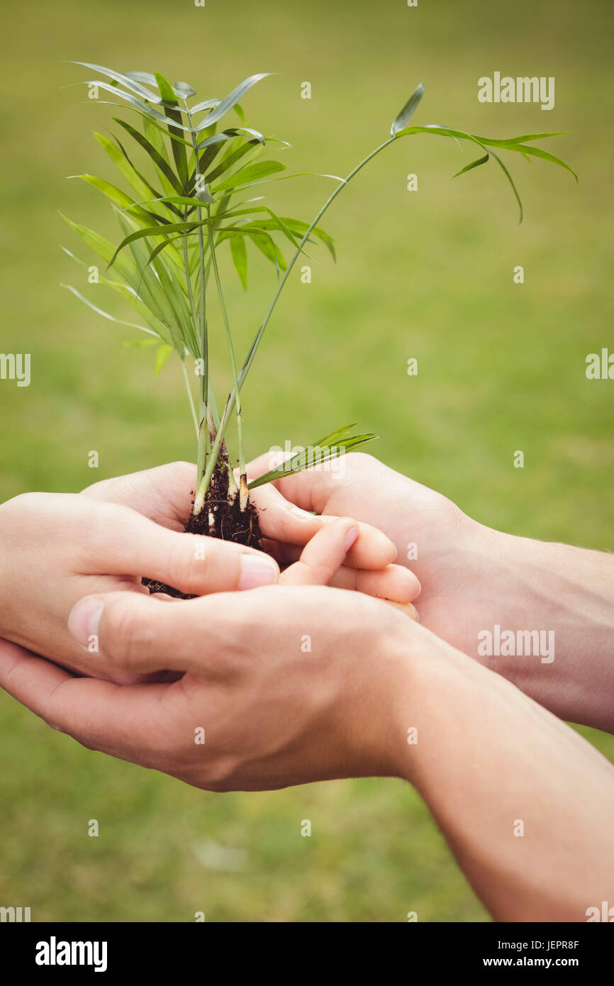 Close up hands holding sapling hi-res stock photography and images - Alamy