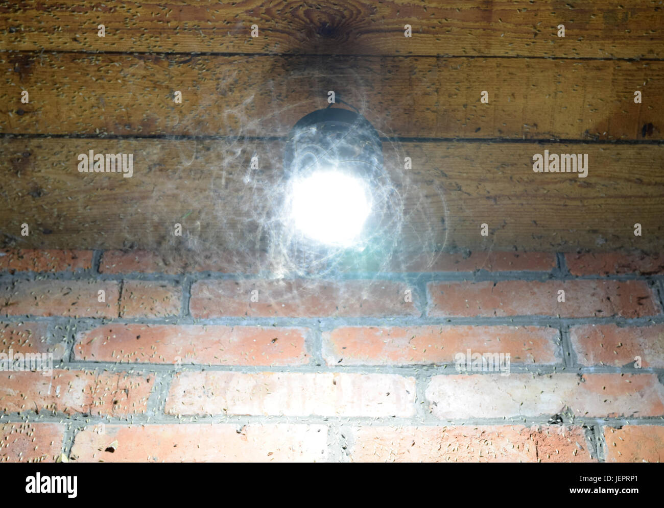 Night insects at a bulb. Attraction of insects light Stock Photo - Alamy