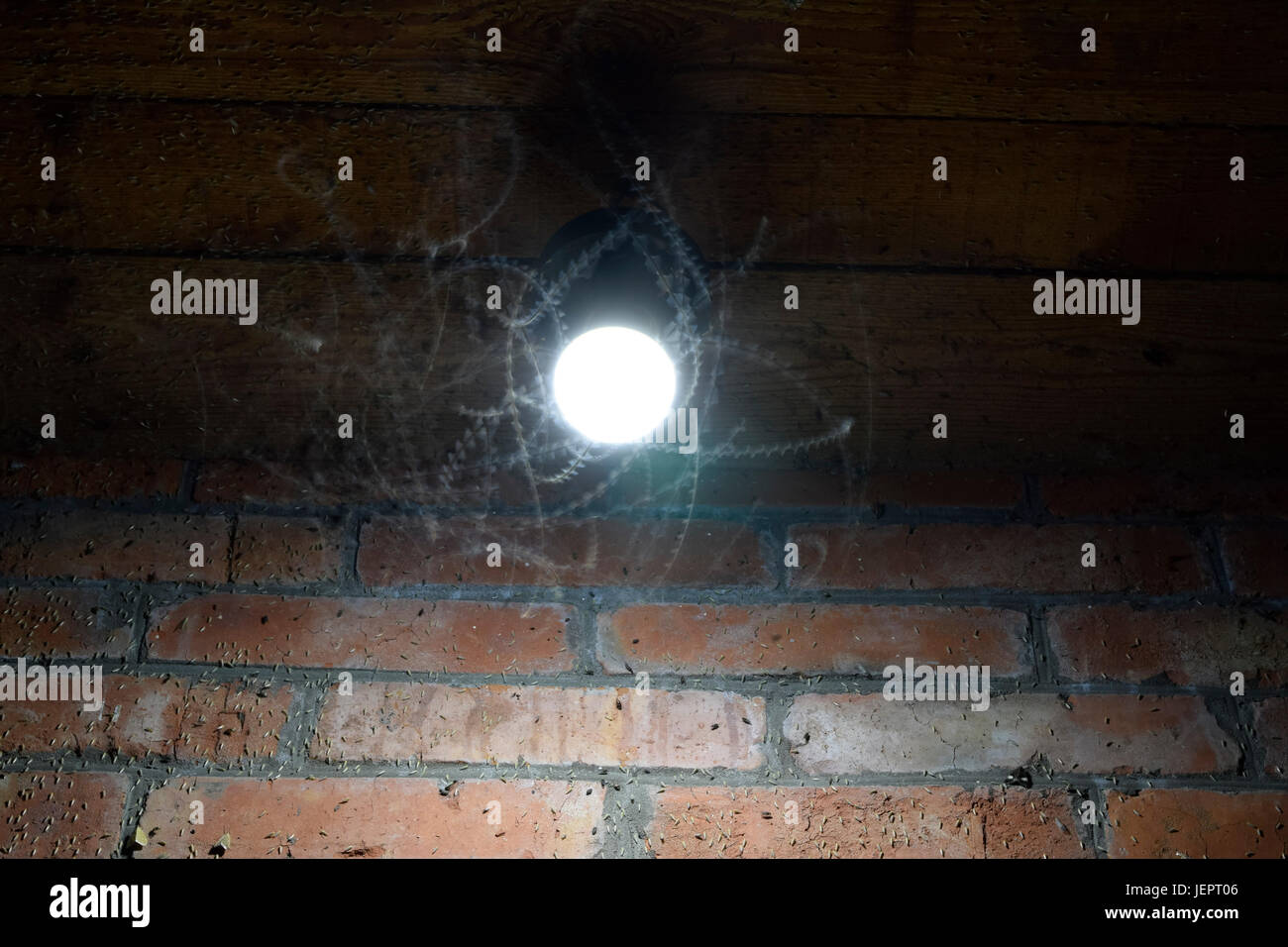 Night insects at a bulb. Attraction of insects light Stock Photo - Alamy