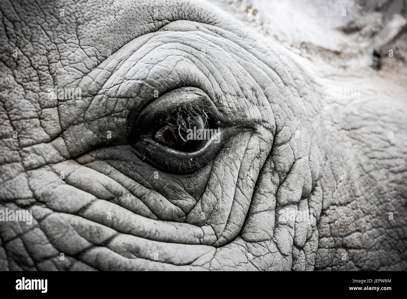 Rhino Eye Up Close Stock Photo - Alamy