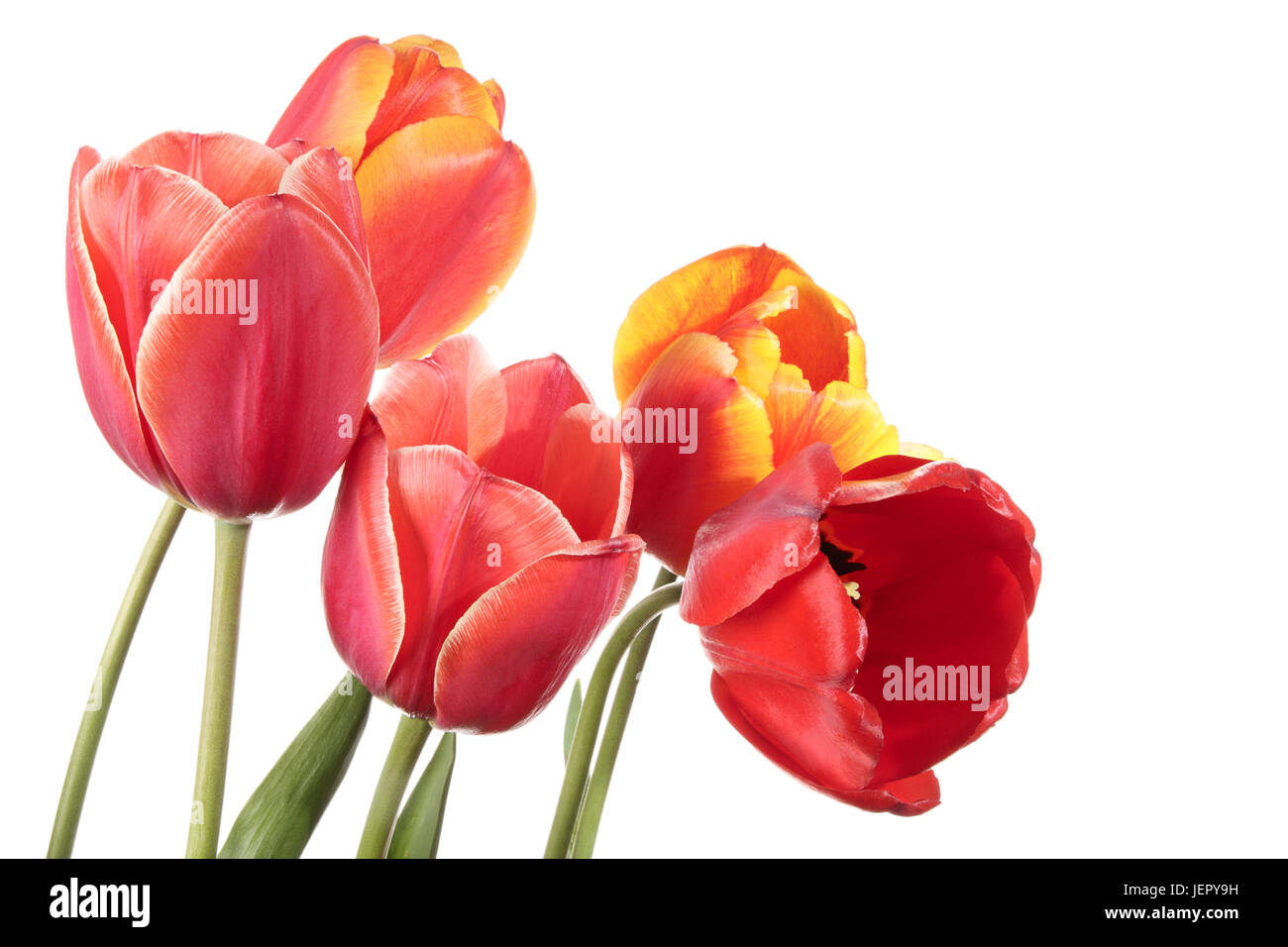 Five tulip flowers isolated on a white background Stock Photo - Alamy