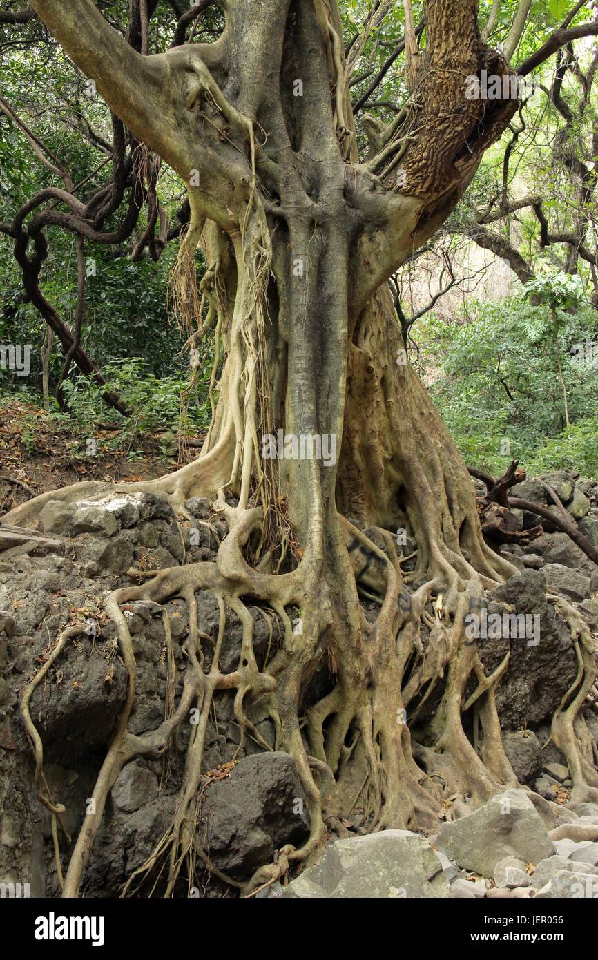 Tree roots sprouting hi-res stock photography and images - Alamy