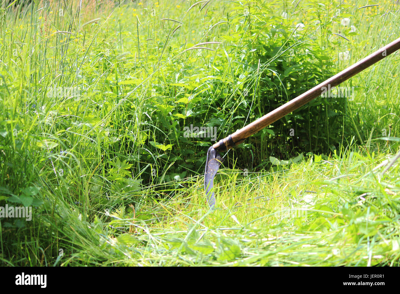 Shave grass hi-res stock photography and images - Alamy