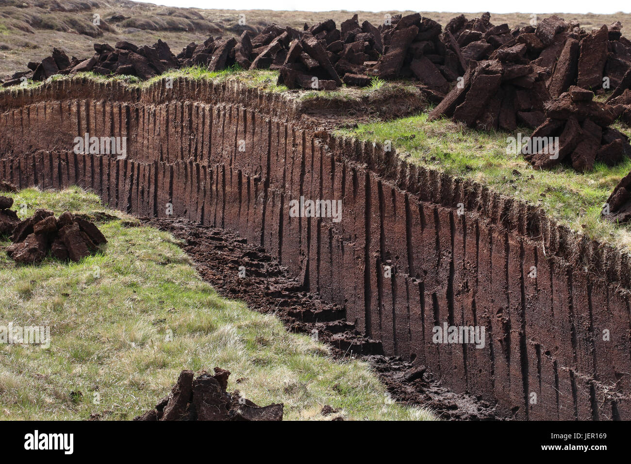 Newly cut blocks of peat are stacked in small piles to dry on the edge ...