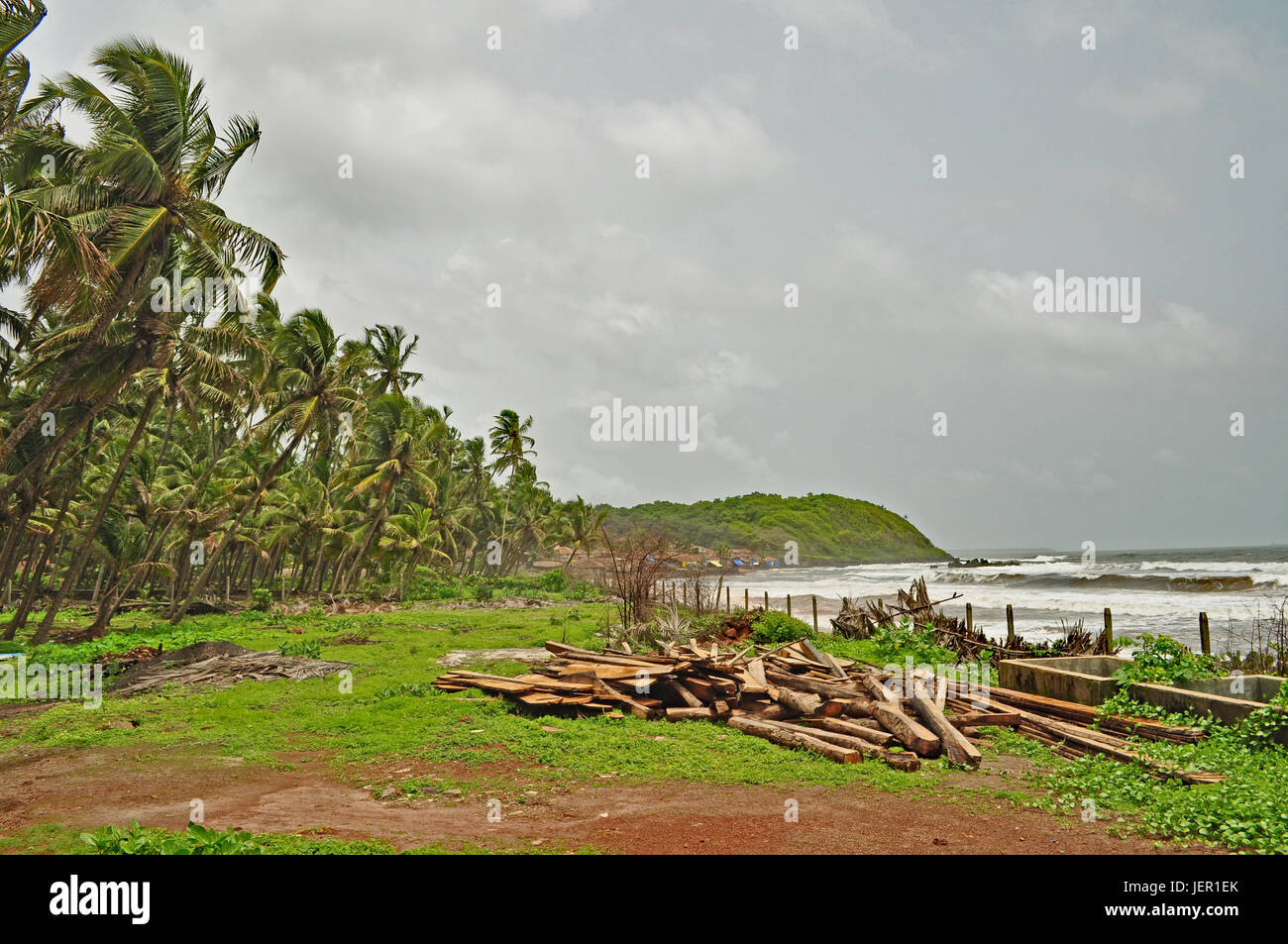 A Long Beach with Coconut Trees Stock Photo - Alamy