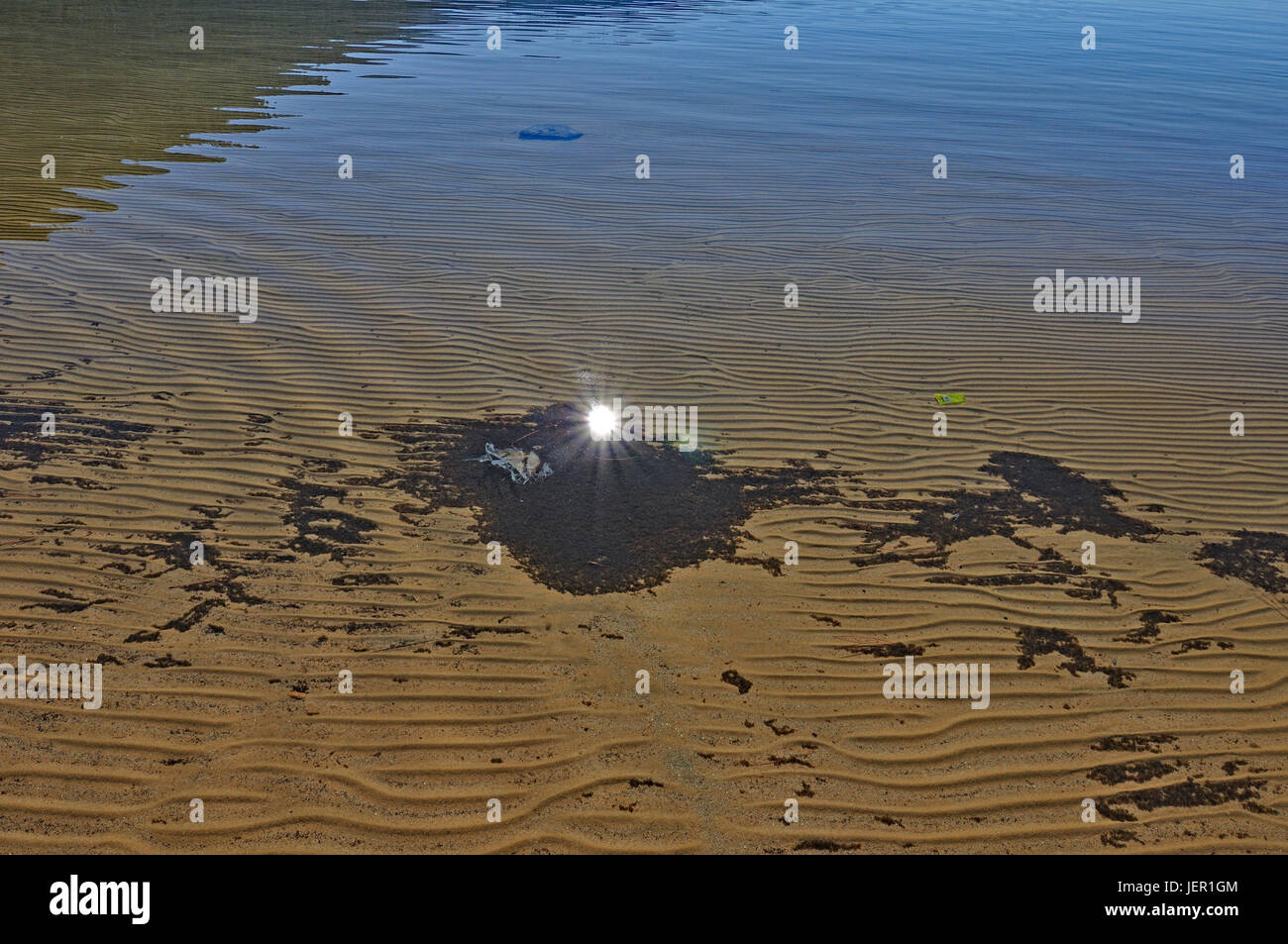 Sun in the algae and little garbage Stock Photo - Alamy