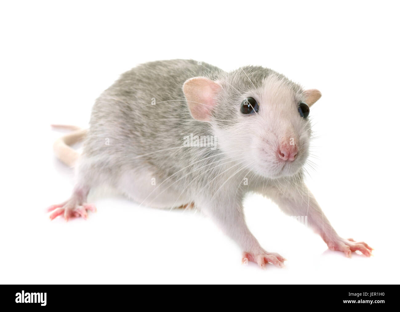 young rat in front of white background Stock Photo - Alamy