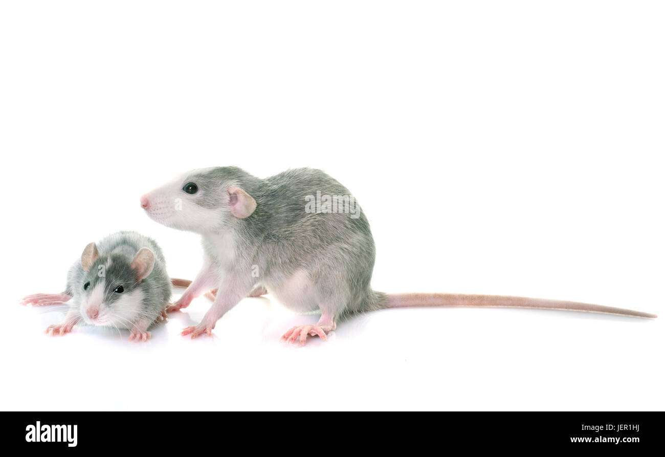 young rats in front of white background Stock Photo - Alamy