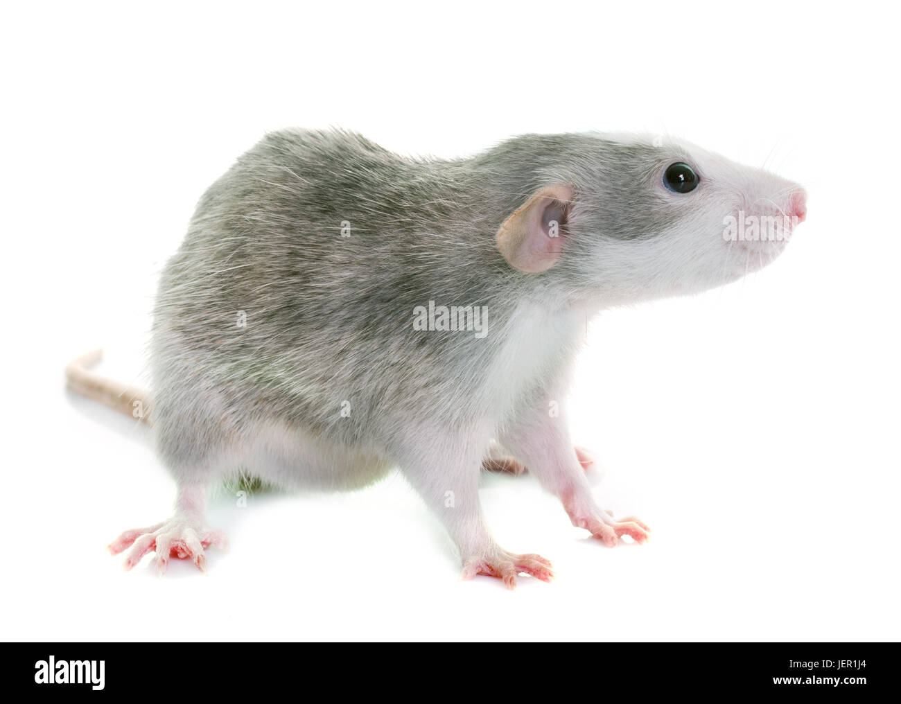 young rat in front of white background Stock Photo - Alamy