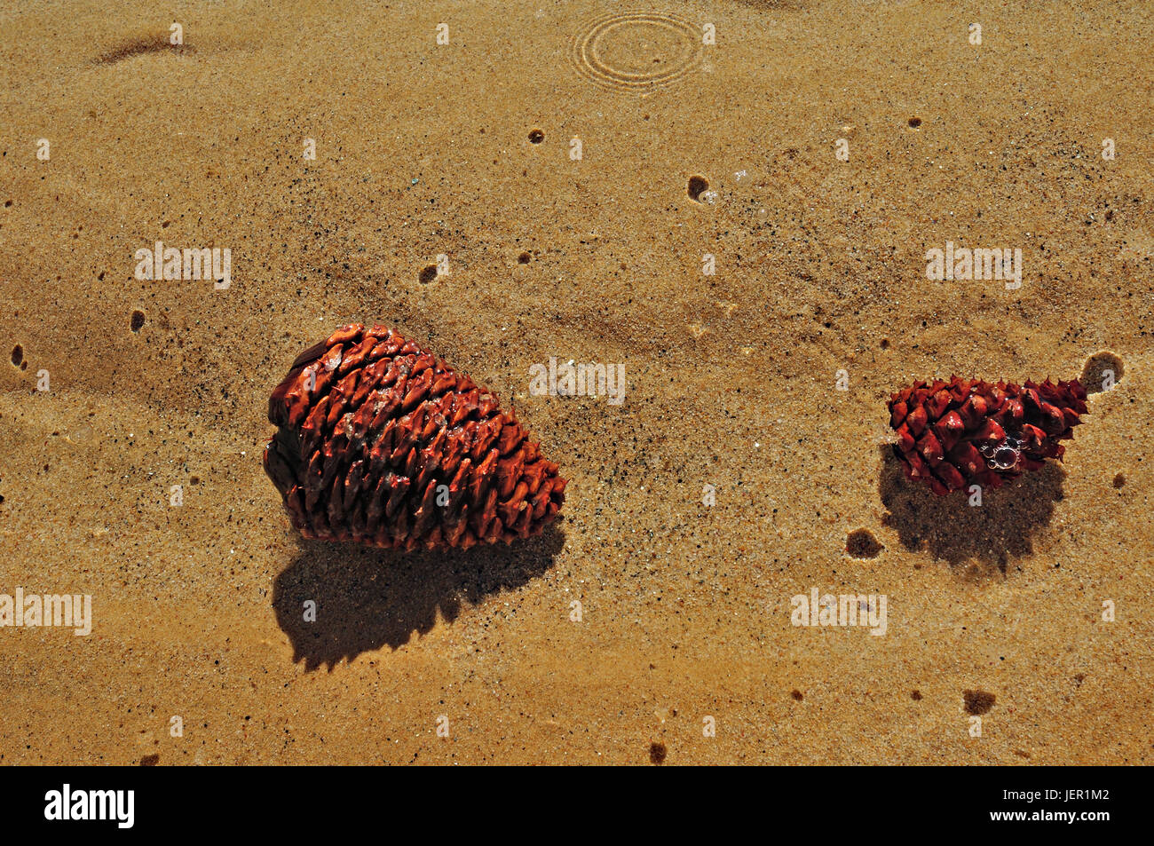 Two Pine corns at the bottom of the lake Stock Photo - Alamy
