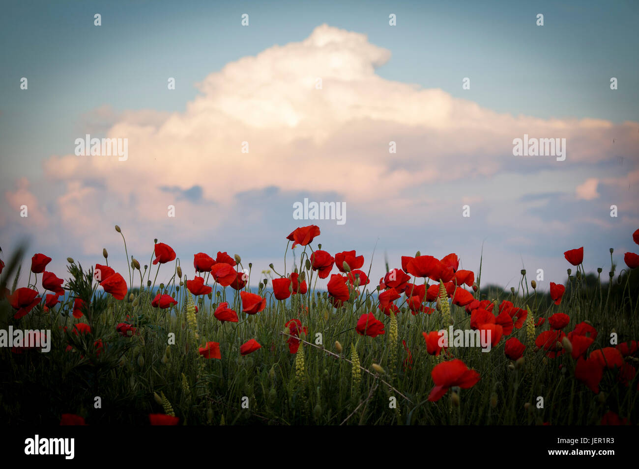 ARTISTIC POPPIES LANDSCAPE Stock Photo - Alamy