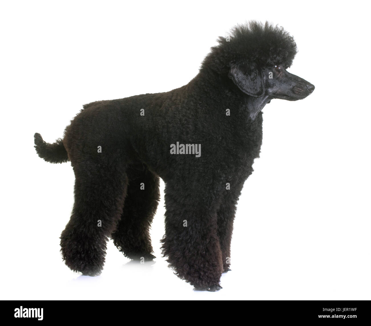 black dwarf poodle in front of white background Stock Photo - Alamy