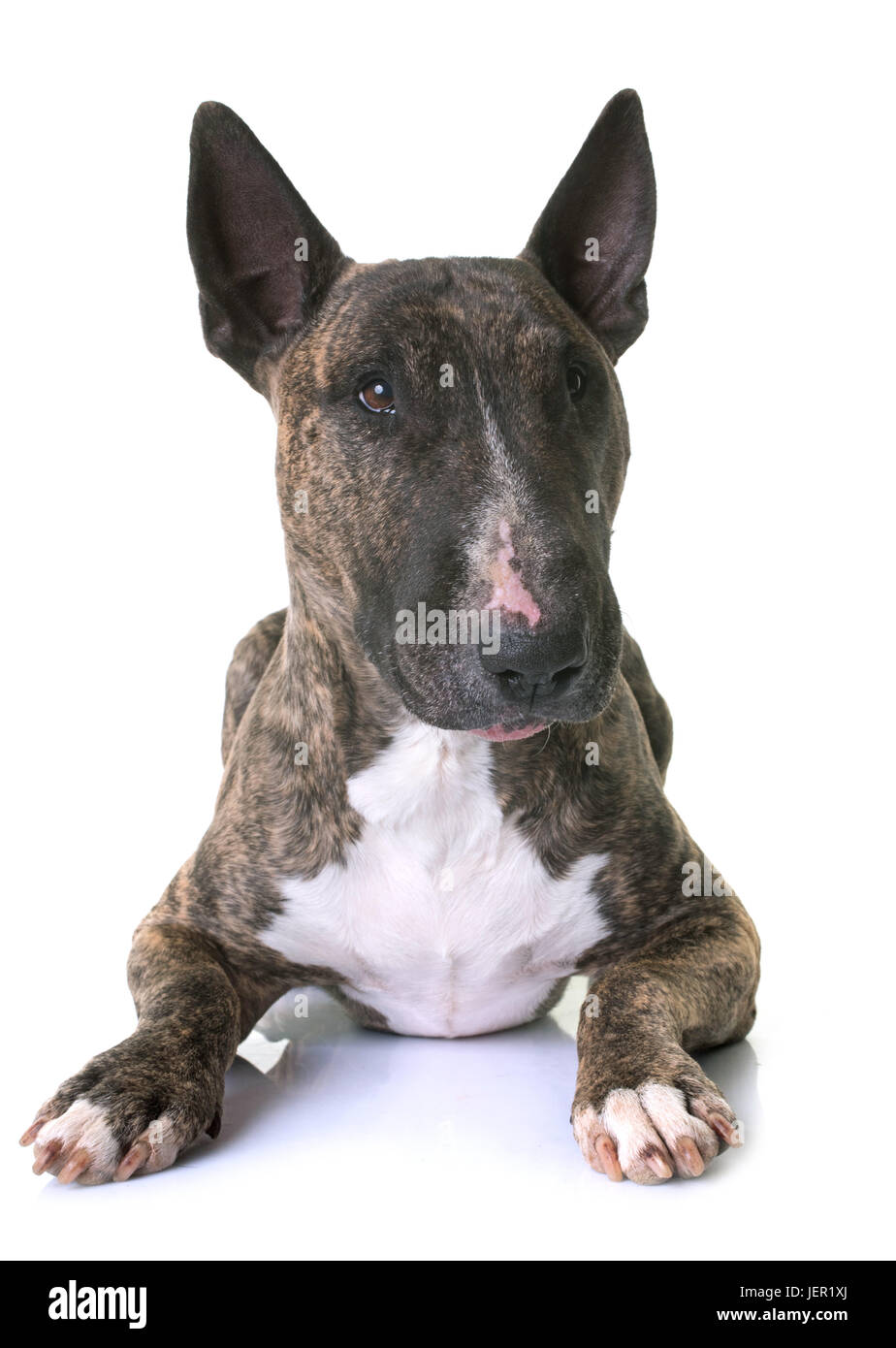 bull terrier in front of white background Stock Photo - Alamy