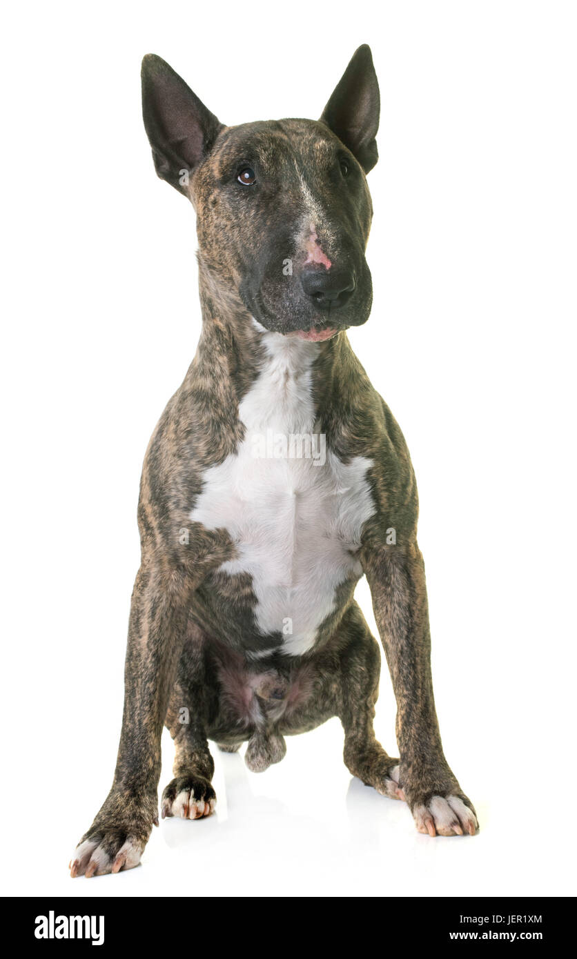 bull terrier in front of white background Stock Photo - Alamy