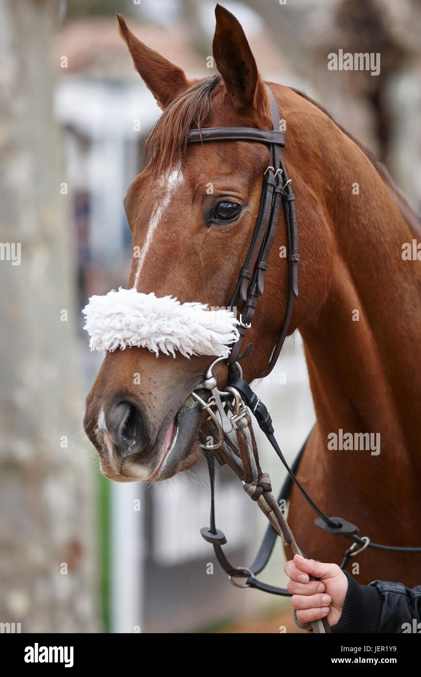 Race horse head ready to run. Paddock area. Vertical Stock Photo - Alamy