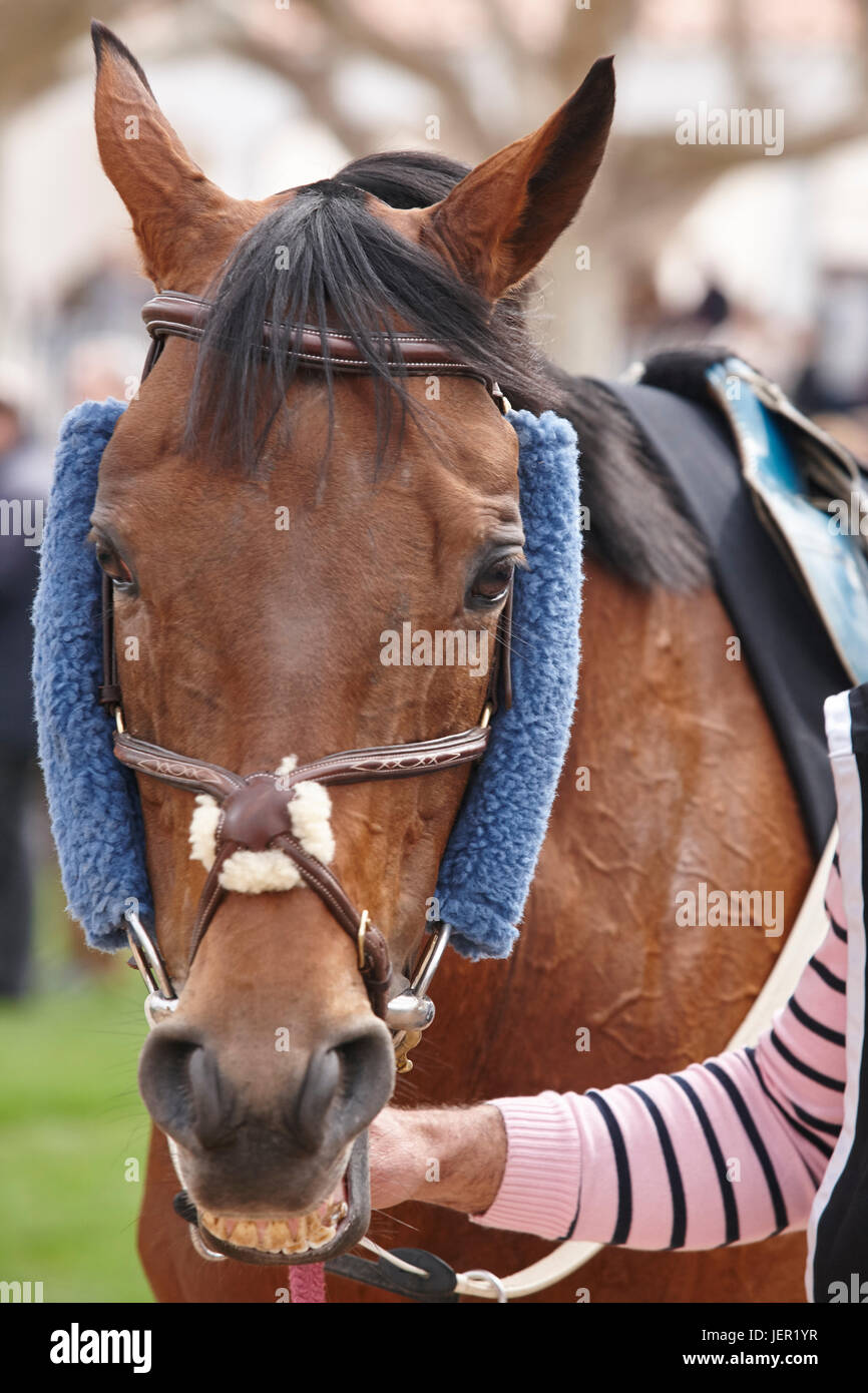 Race horse head ready to run. Paddock area. Vertical Stock Photo - Alamy