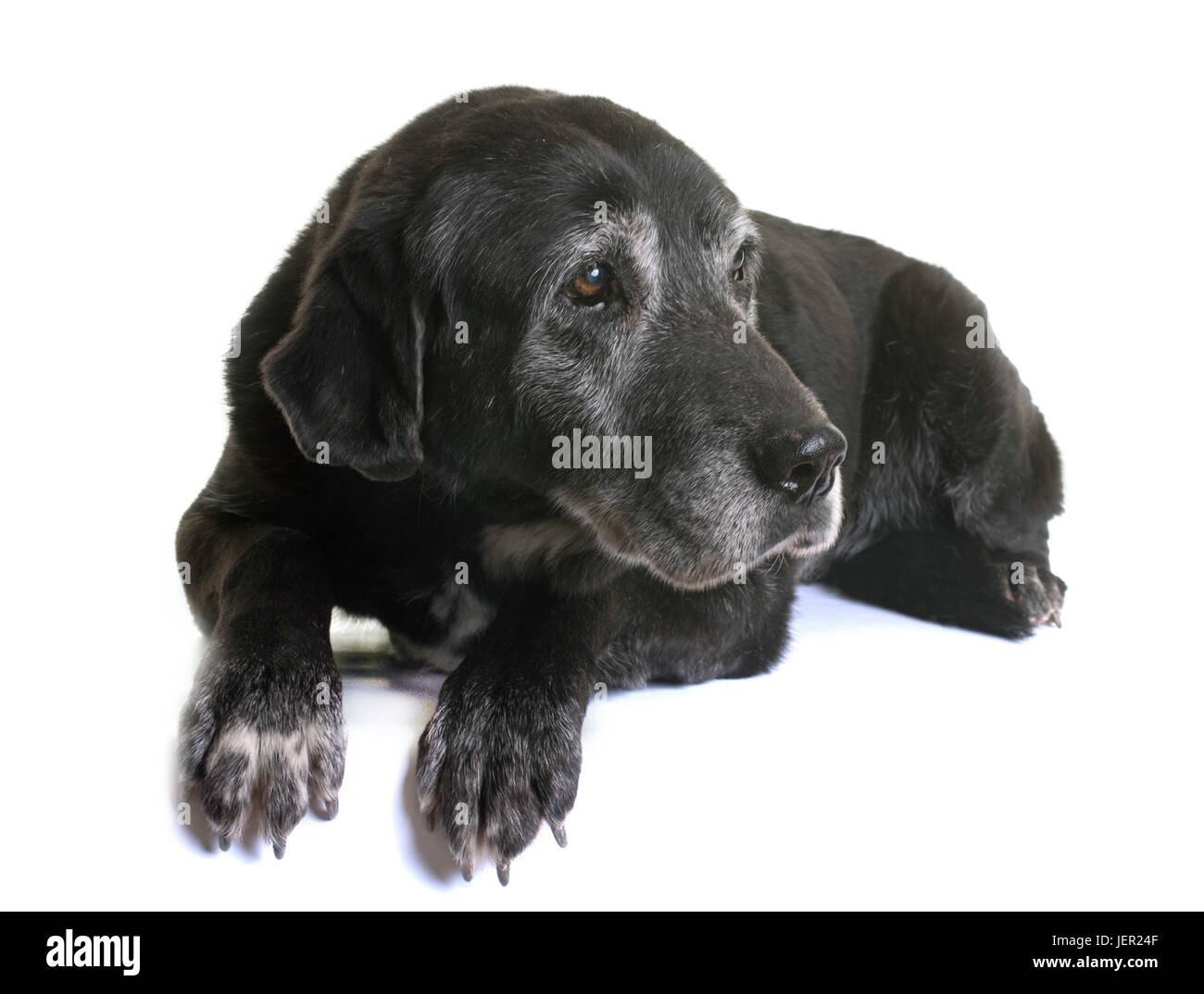 old labrador retriever in front of white background Stock Photo - Alamy