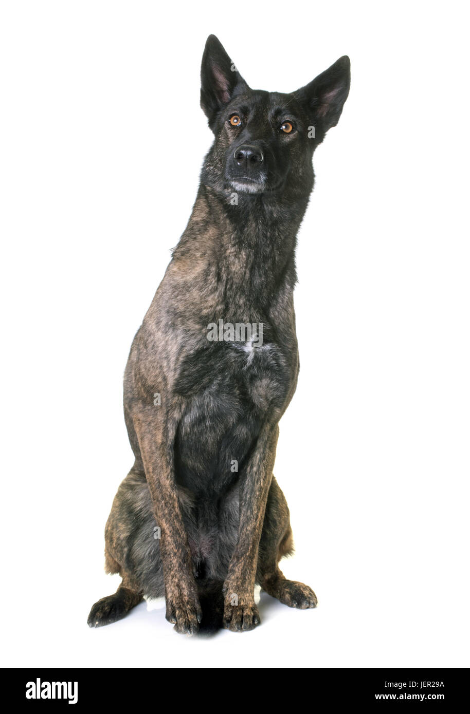 dutch shepherd in front of white background Stock Photo - Alamy