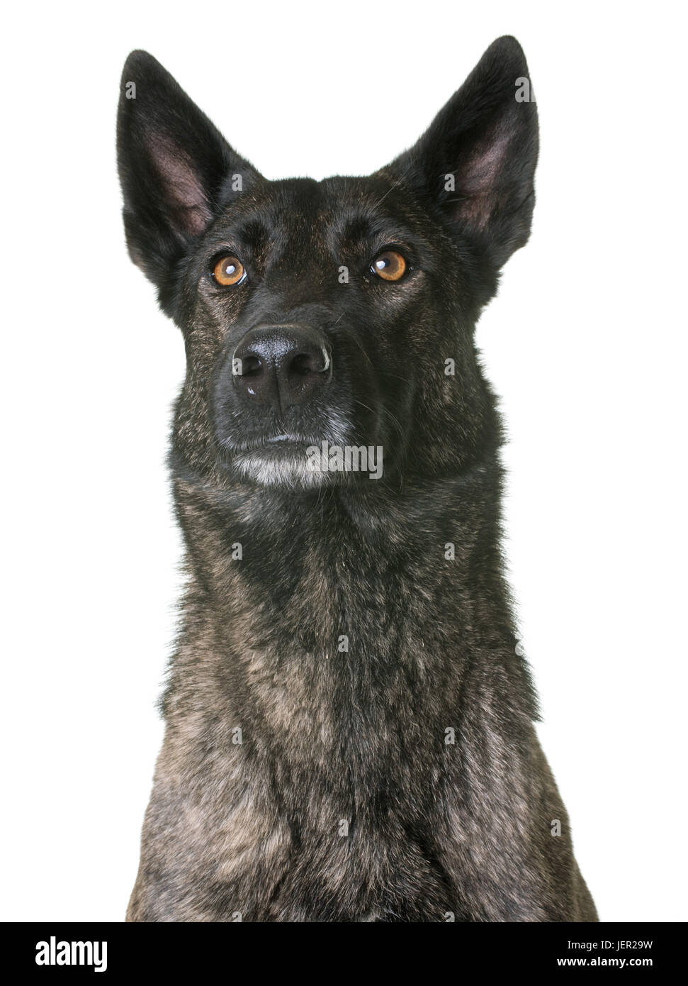 dutch shepherd in front of white background Stock Photo - Alamy