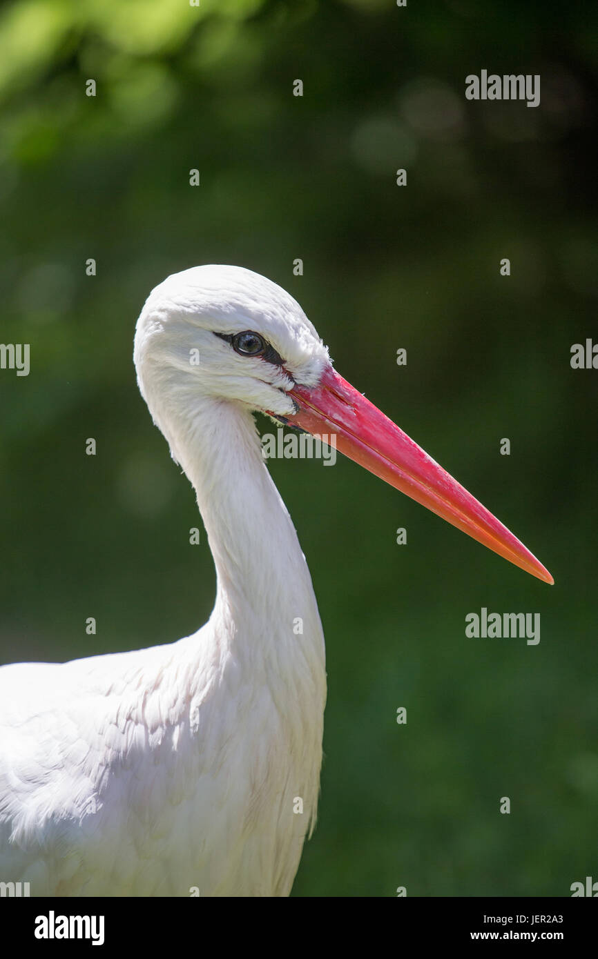Red stork green leaf hi-res stock photography and images - Alamy