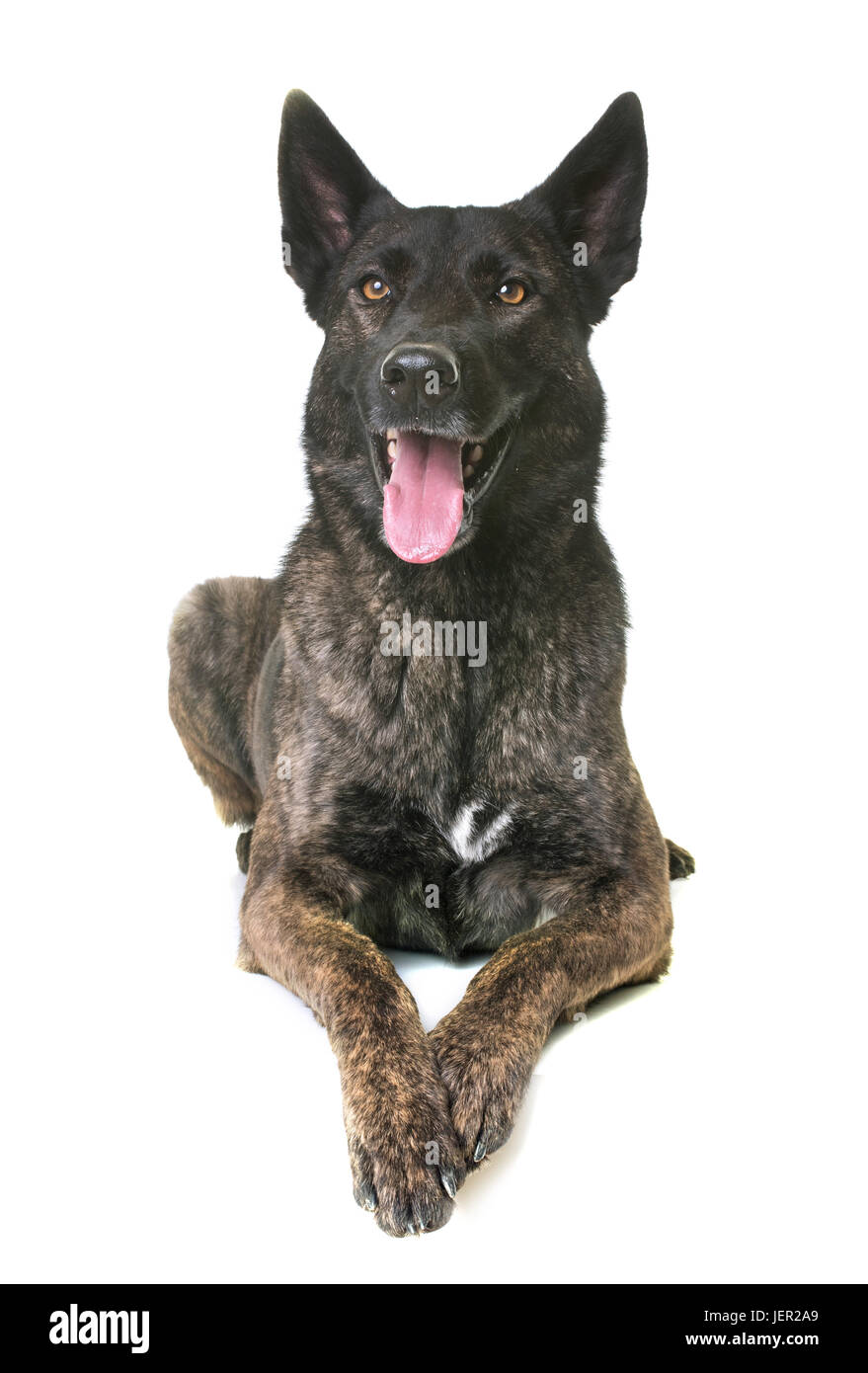 dutch shepherd in front of white background Stock Photo - Alamy