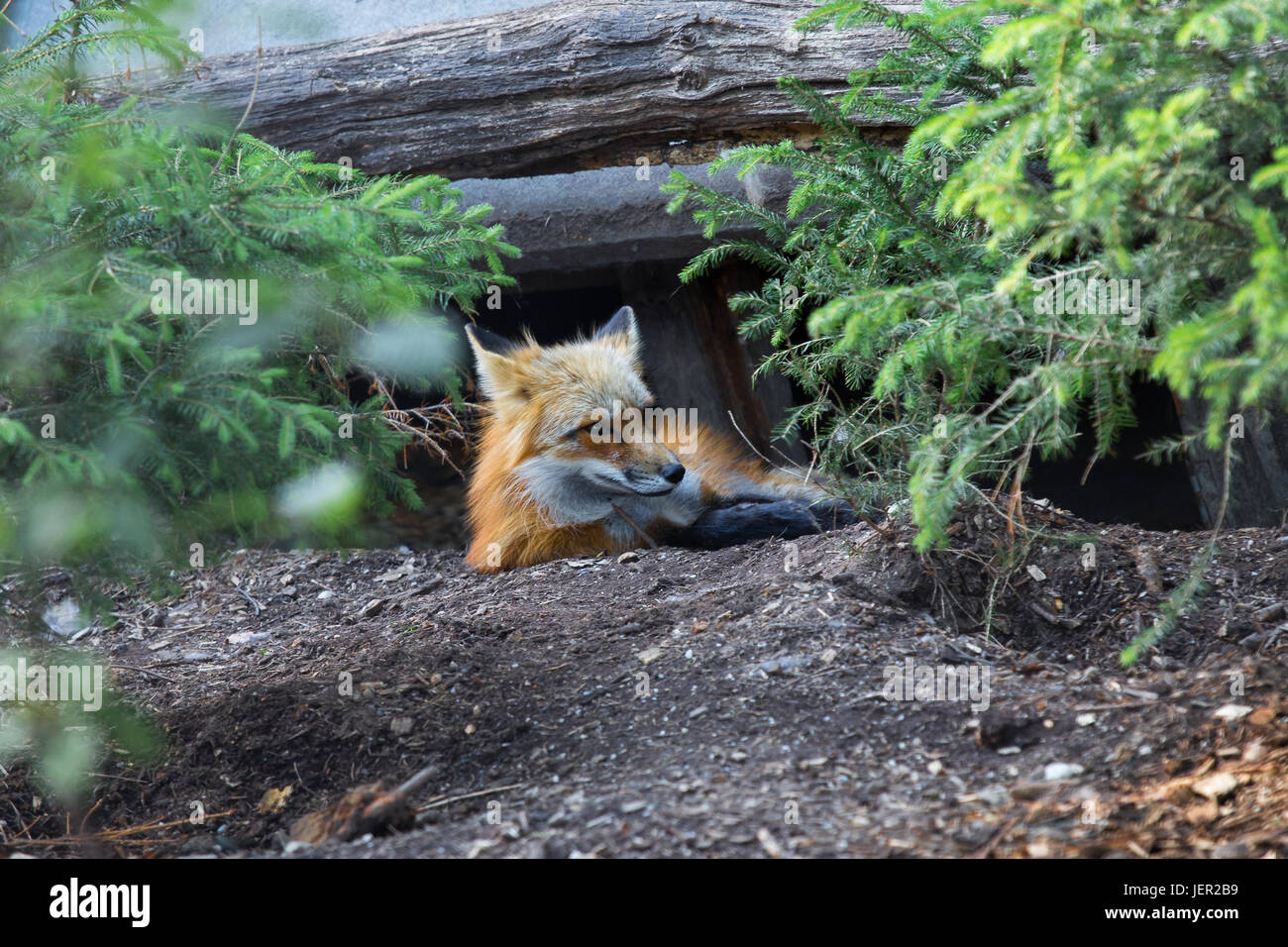 Red fox lying on ground hi-res stock photography and images - Alamy