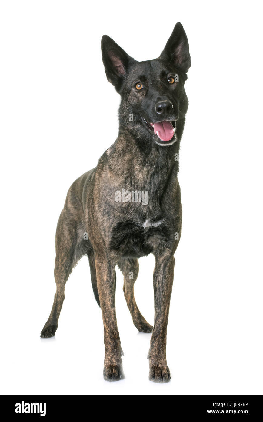 dutch shepherd in front of white background Stock Photo - Alamy