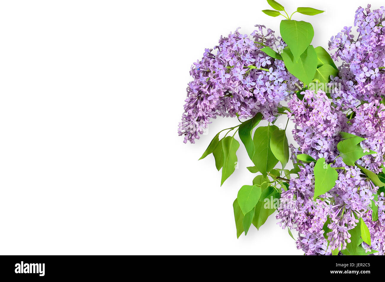 Lilac flowers bouquet Stock Photo - Alamy