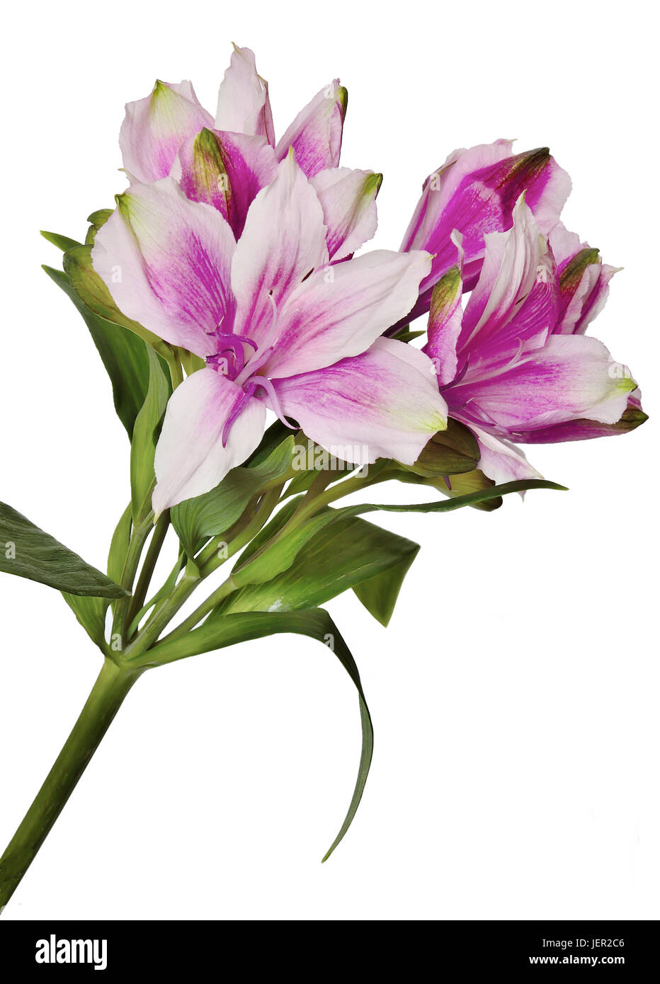 Delicate stems hi-res stock photography and images - Alamy