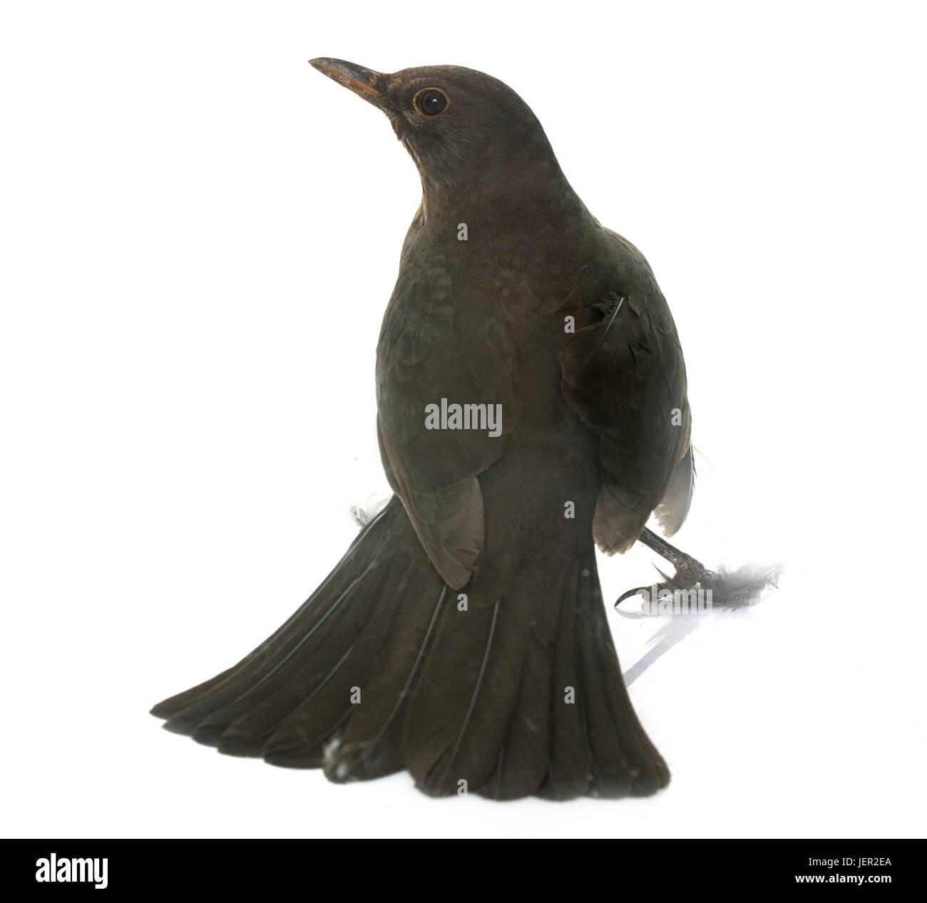 Bird turdus merula common Cut Out Stock Images & Pictures - Alamy