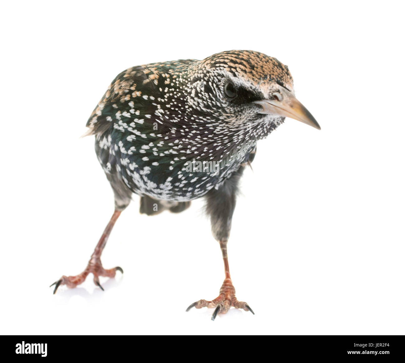 Common starling in front of white background Stock Photo - Alamy