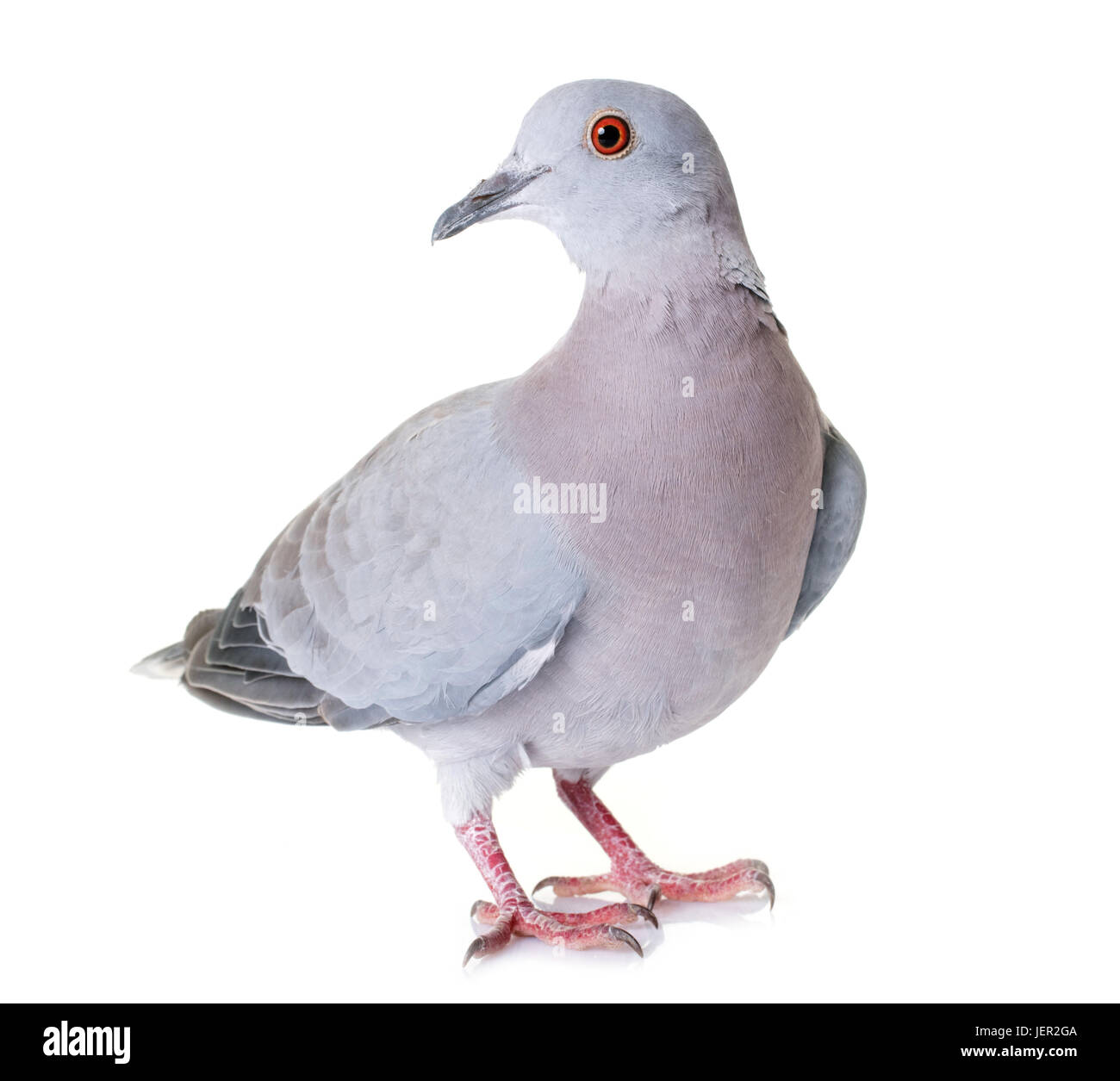 gray turtledove in front of white background Stock Photo - Alamy