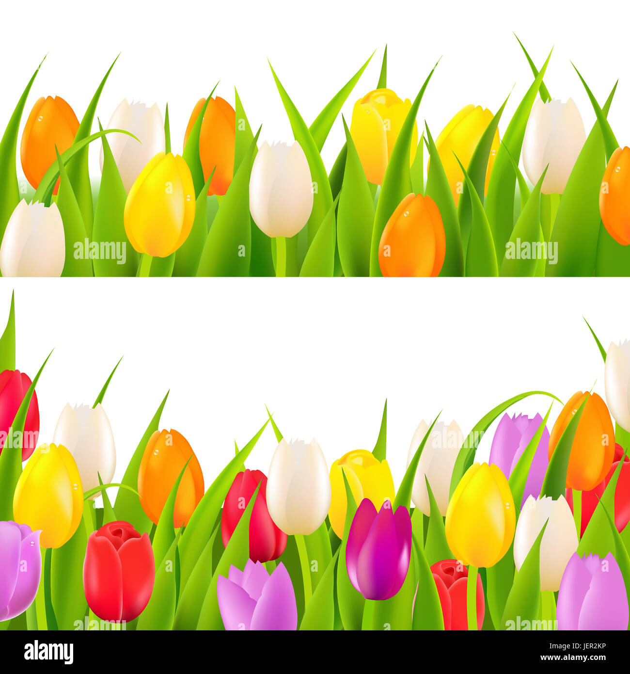 Tulips Flower Border Design