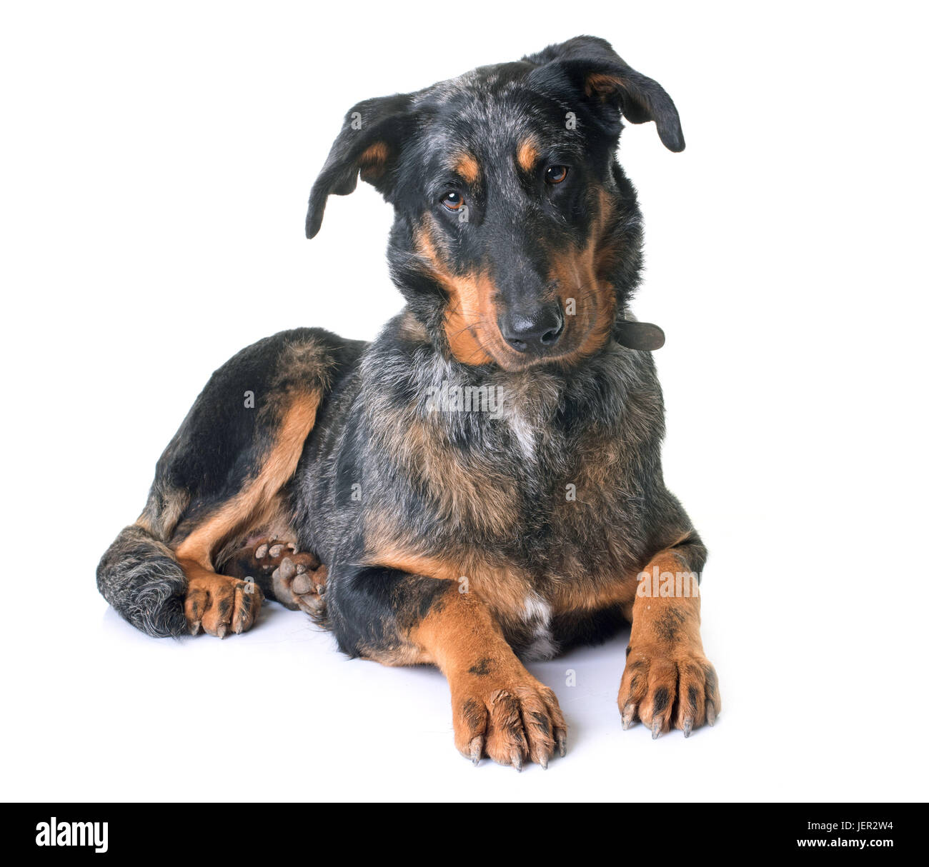 beauceron dog in front of white background Stock Photo - Alamy