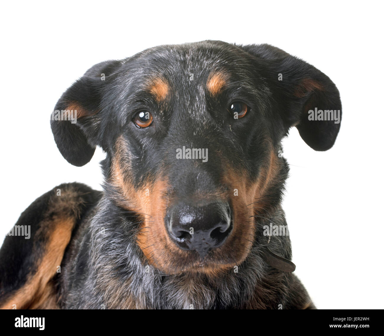 Beauceron dog hi-res stock photography and images - Alamy